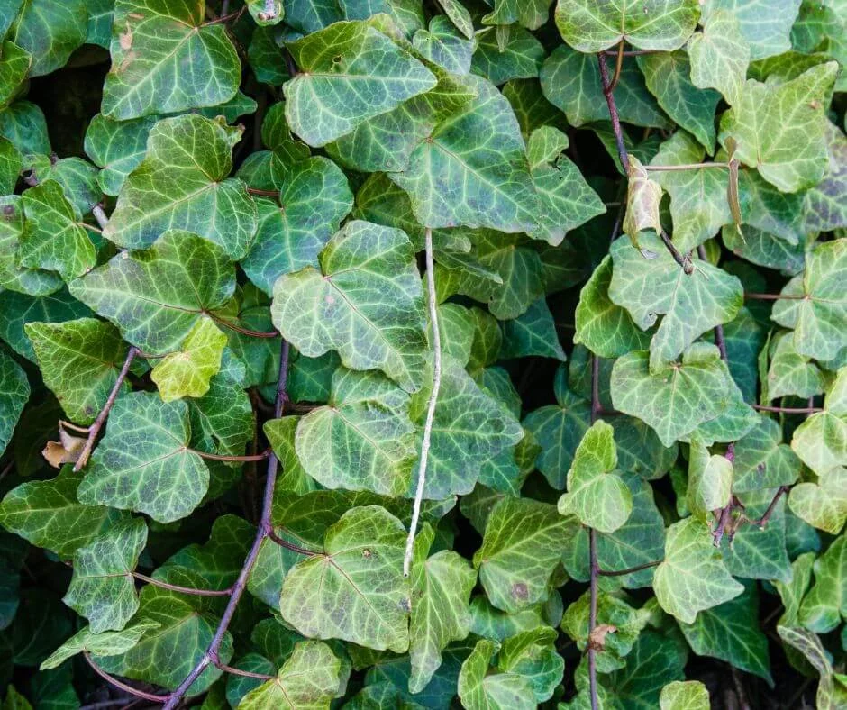 Gardener's Beware: Plants You'll Regret Inviting into Your Garden