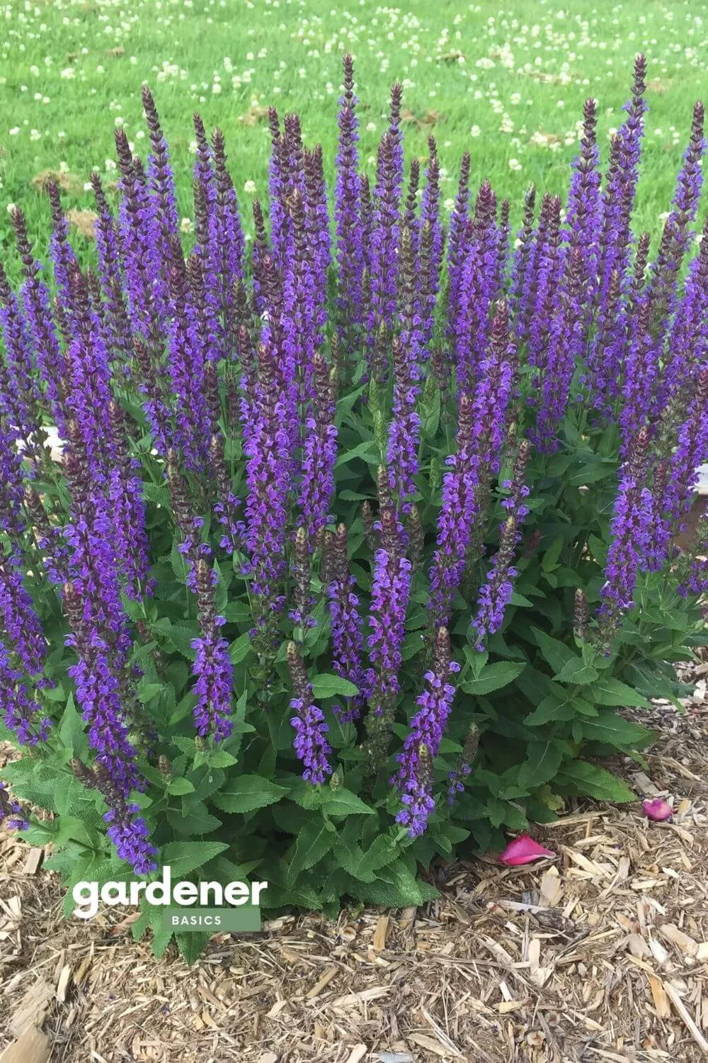 15 Drought-Tolerant Perennials That Survive Scorching Summers