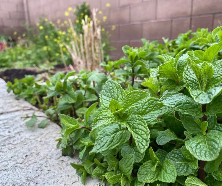 How Often to Water Mint: The Ultimate Guide