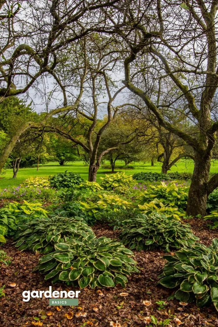 Hostas Landscaping: The Easiest Way to Create a Stunning Shade Garden