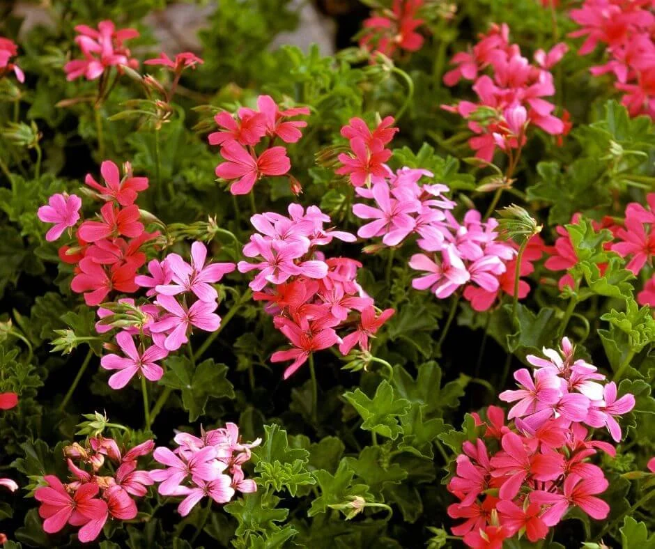 25 Stunning Pink Perennials to Enhance Your Garden