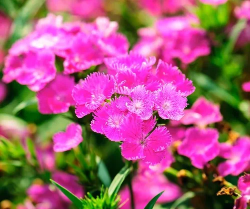 25 Stunning Pink Perennials to Enhance Your Garden