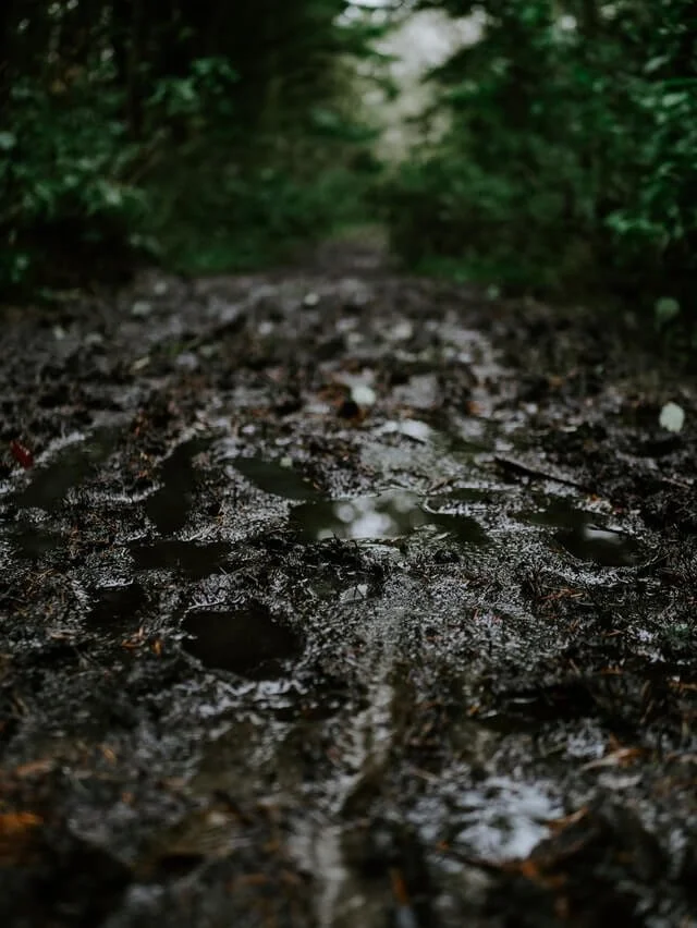 8 Common Soil Problems and Solutions: What to Do When Your Garden is ...