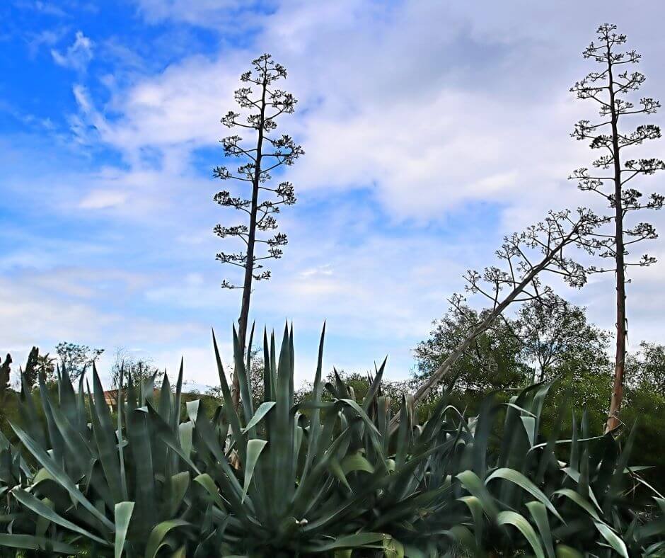 12 Tall Succulents to Instantly Elevate Your Garden or Home into a ...