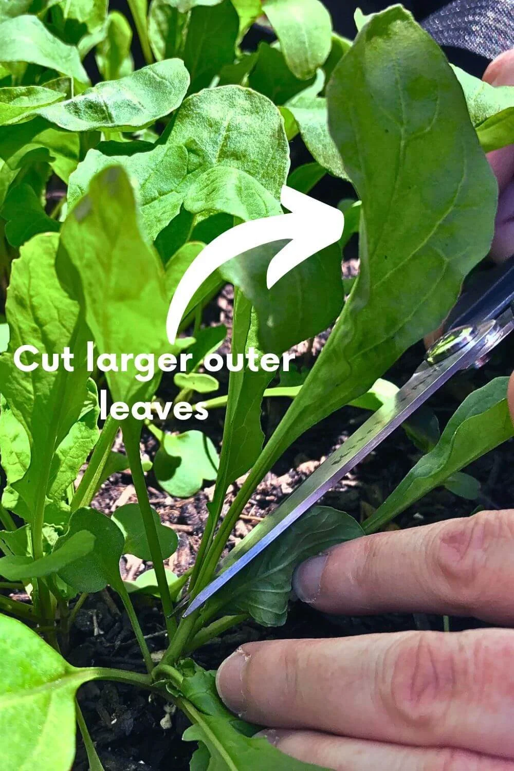How to Harvest Arugula for a Continuous Supply of Fresh Greens