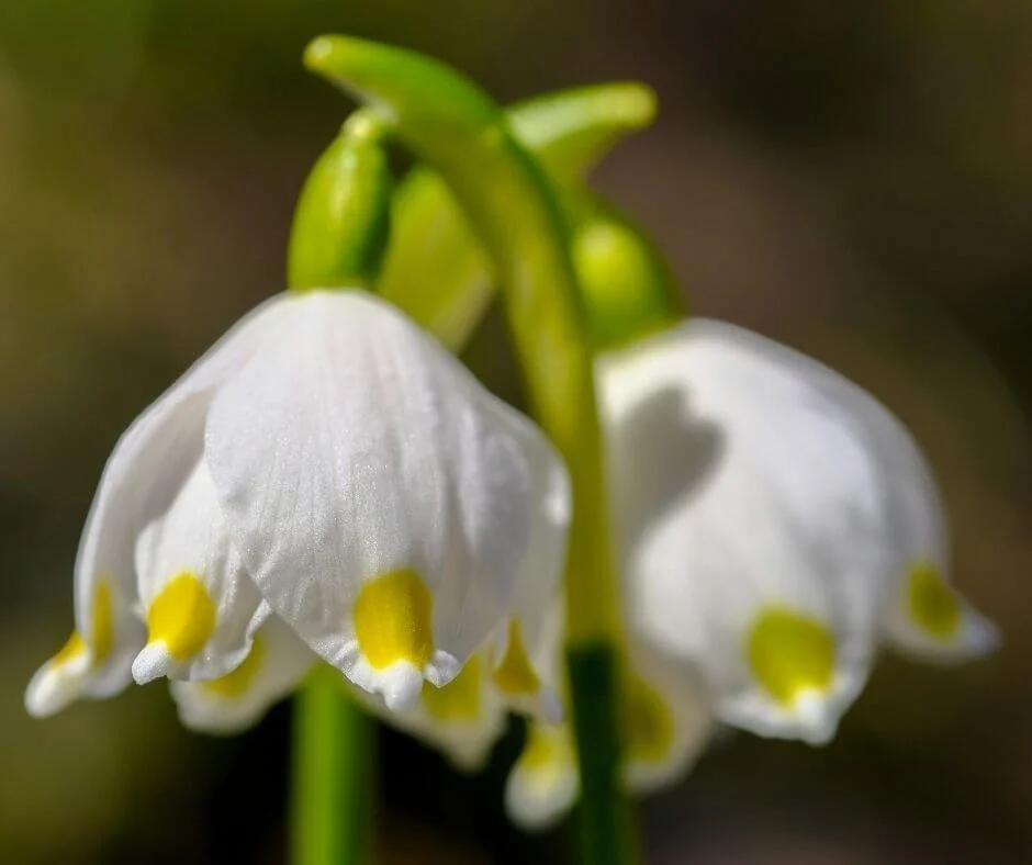 The Most Beautiful Bell-Shaped Flowers to Add to Your Garden