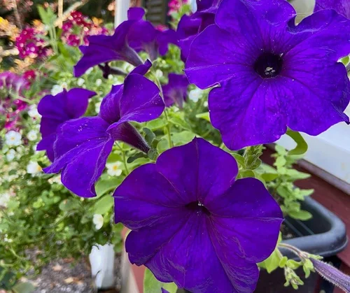 How I Learned the Secret to Fuller Petunias: Pinching Back!