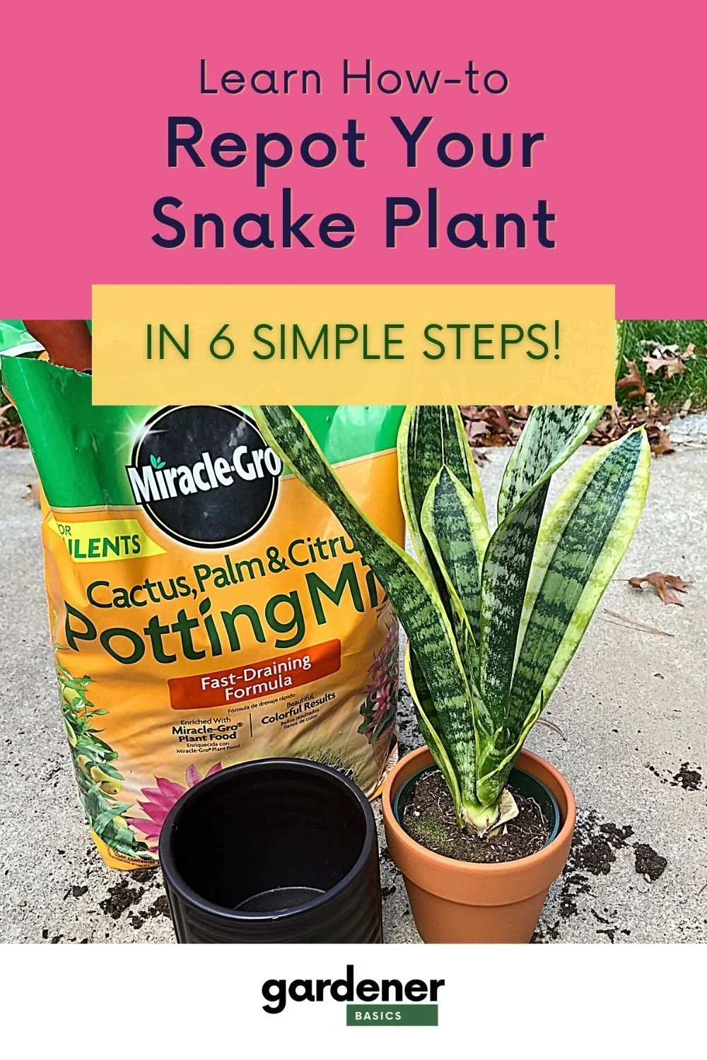 How to Repot Your Snake Plant in Just a Few Steps