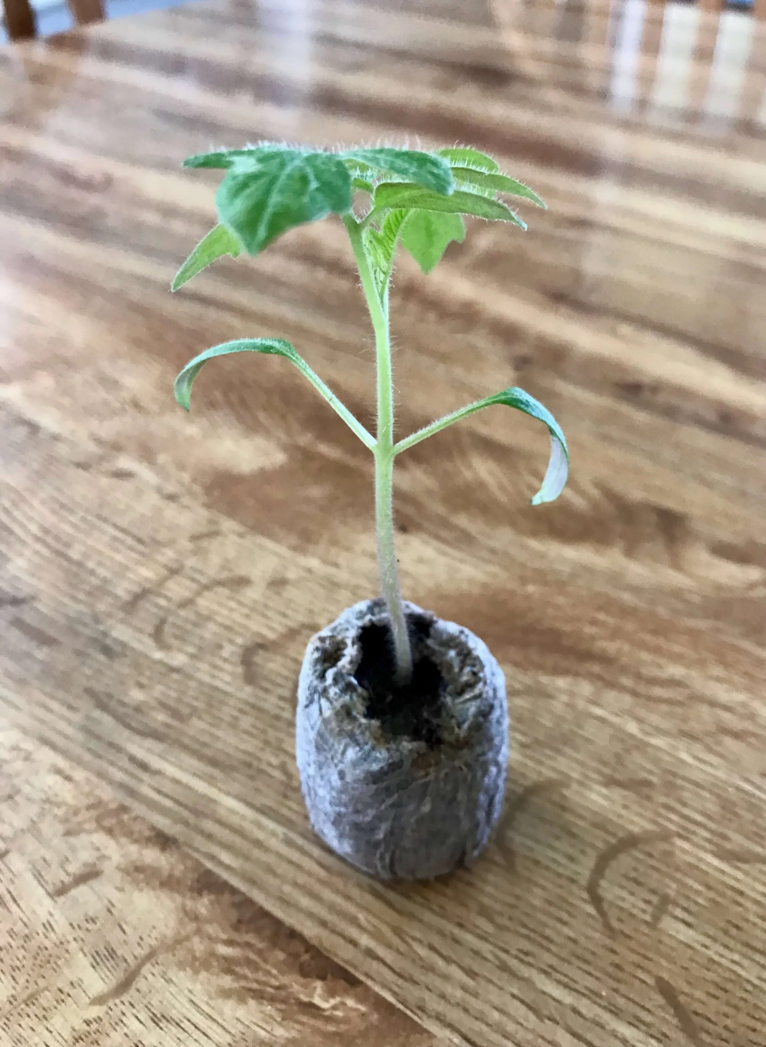 Here's How to Fix Leggy Tomato Seedlings and Get them Ready for Planting