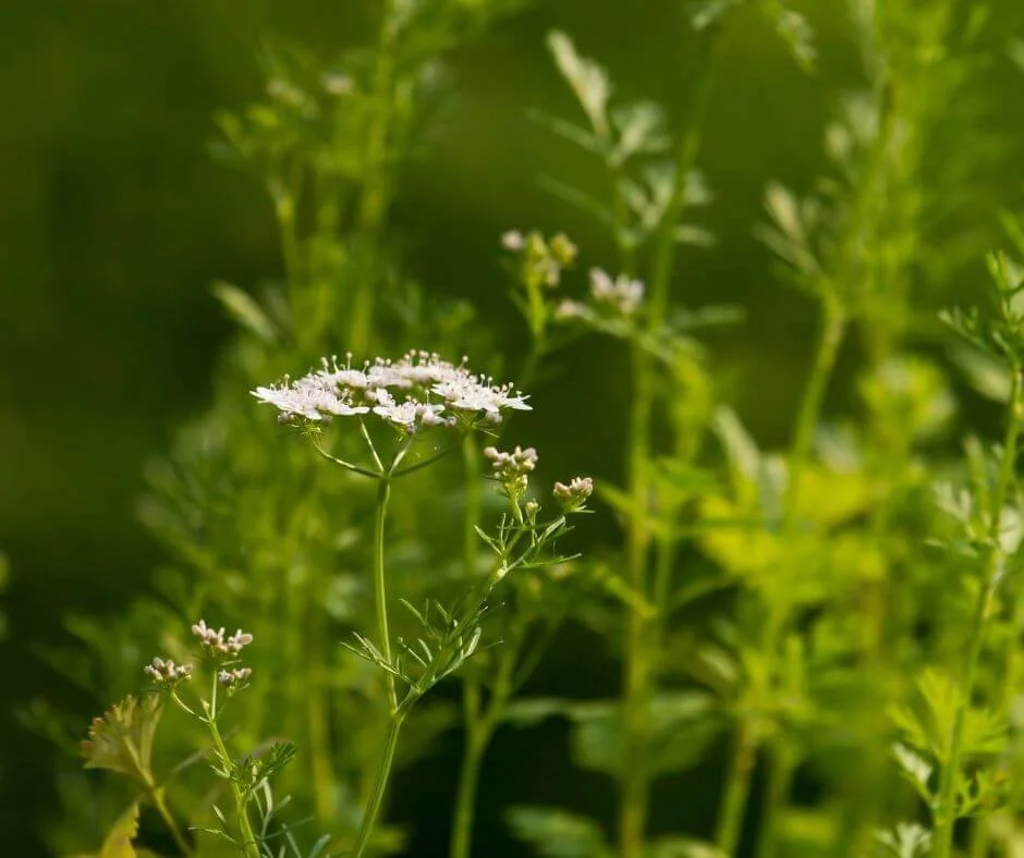 Bolting Basics: What It Is and How to Keep Your Garden in Check