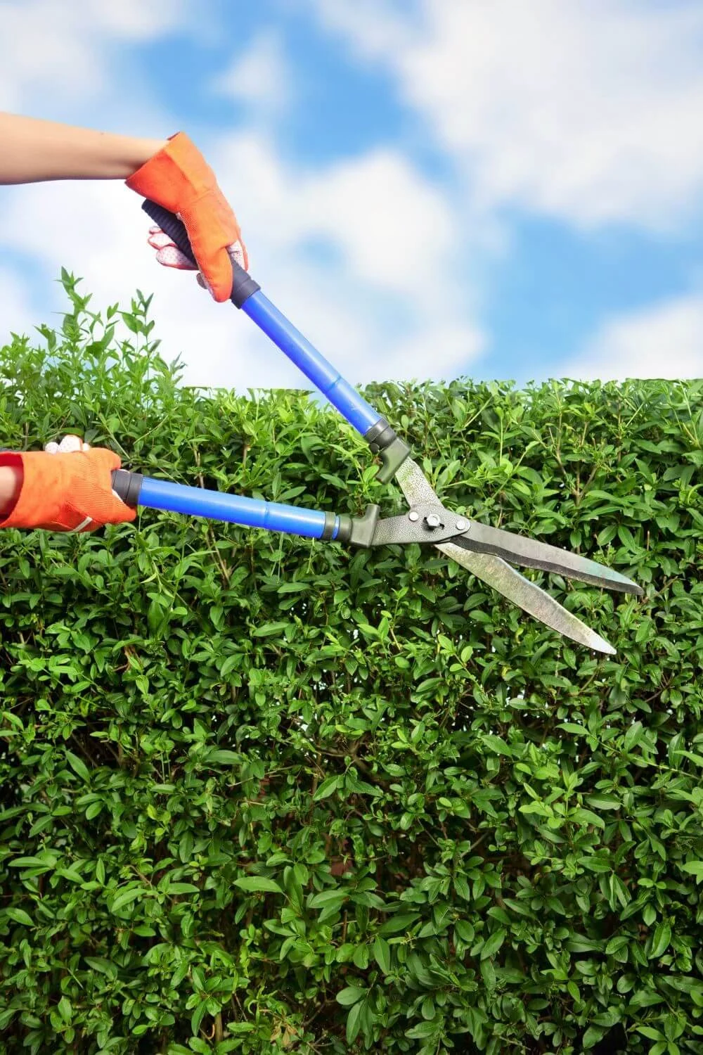 Deadheading to Topping: Understanding Different Pruning Methods