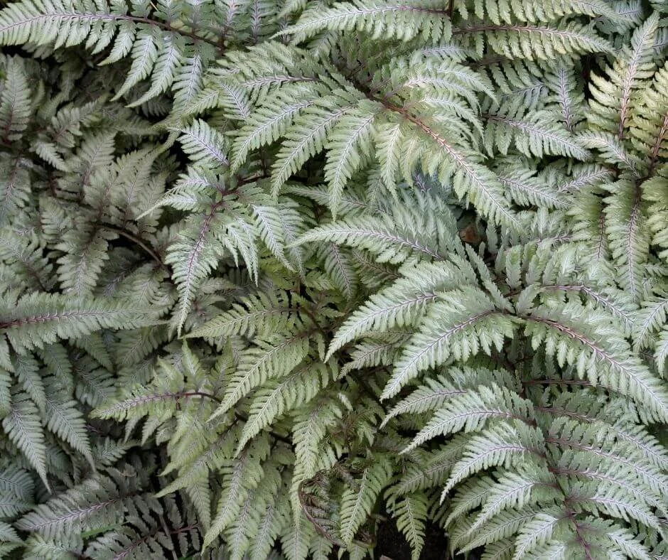 Deer Resistant Ferns: The Top Five Picks