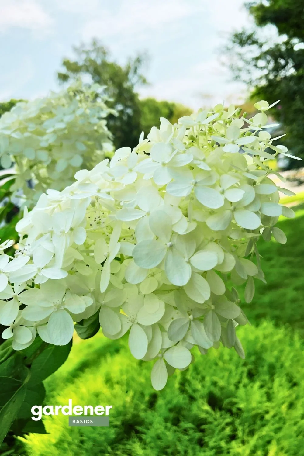 The No-Stress Hydrangea: Growing Limelight Hydrangeas with Ease