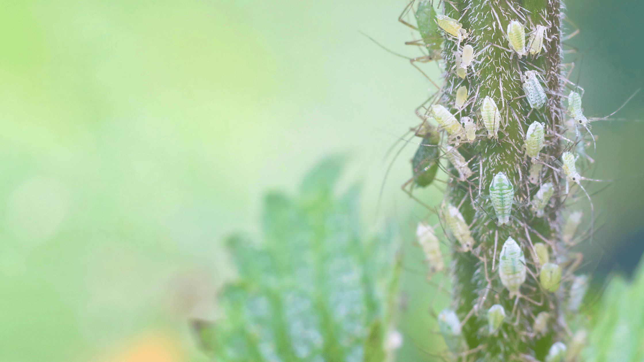 How to Naturally Get Rid of Aphids on Tomatoes