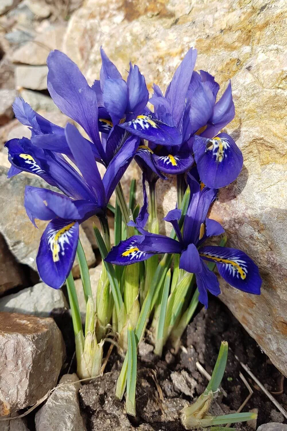 11 Perennials with Fragrant Spring Flowers You'll Love in Your Garden