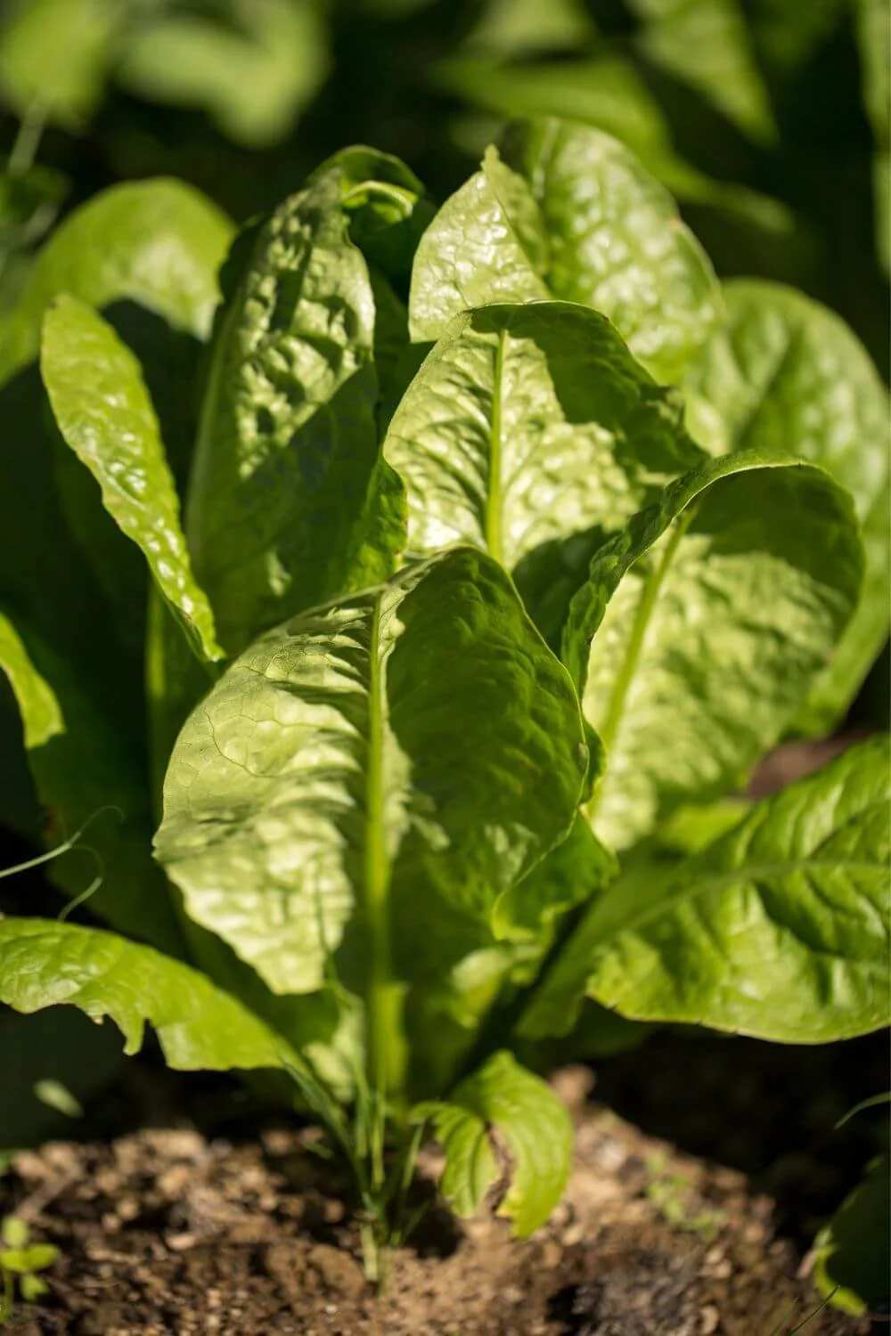 Early Picks: Vegetables That Taste Better When Harvested Sooner