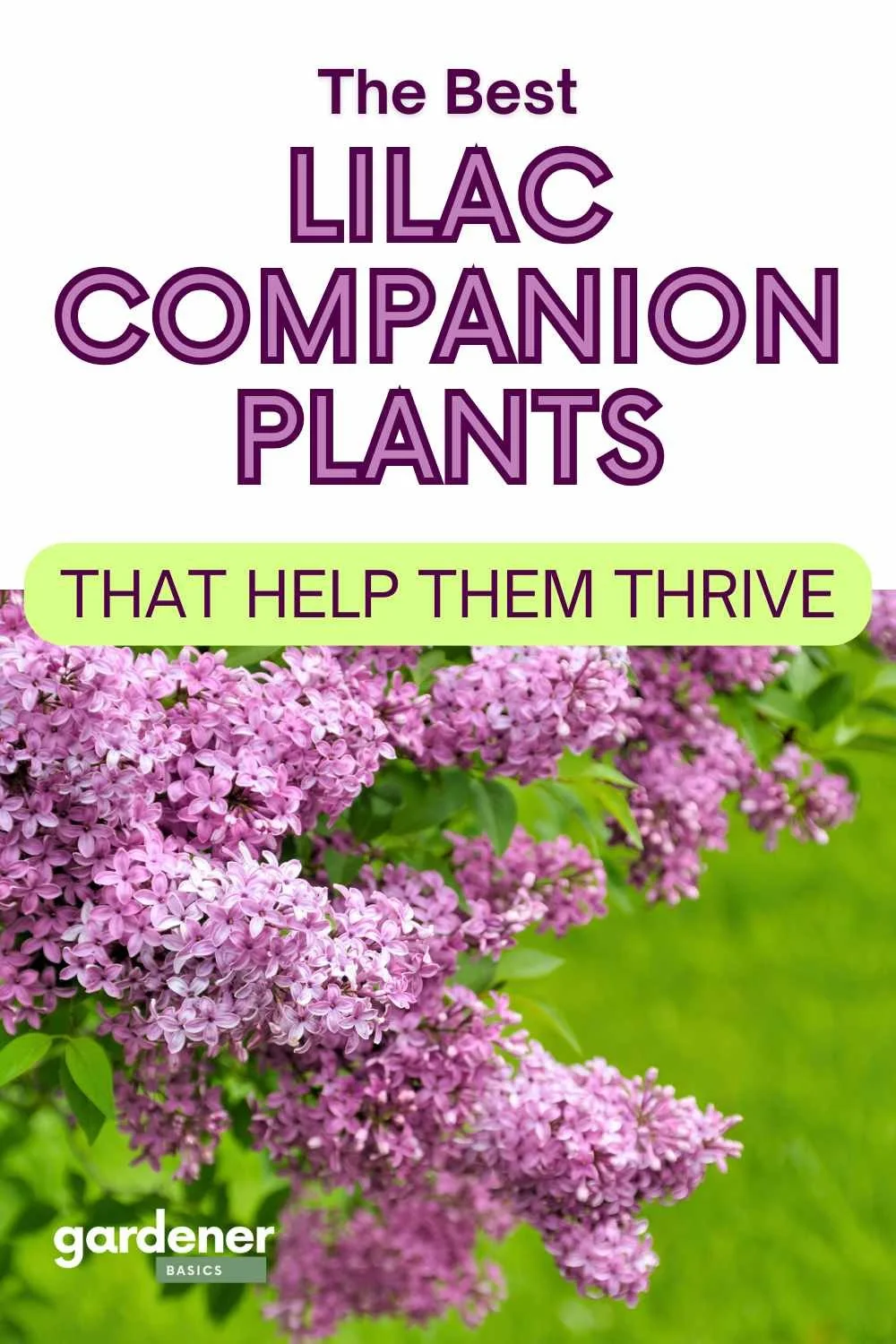 The Best Companion Plants for Lilacs—And What NOT to Plant With Them