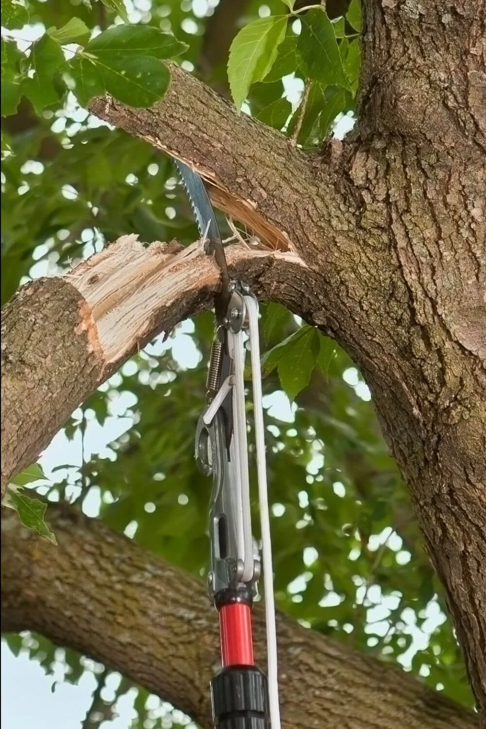 The Ultimate Guide to Pruning Tools: What You Need to Get Started