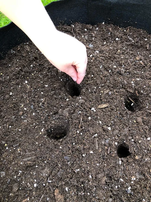 Growing Watermelon in Grow Bags: A Step-by-Step Guide