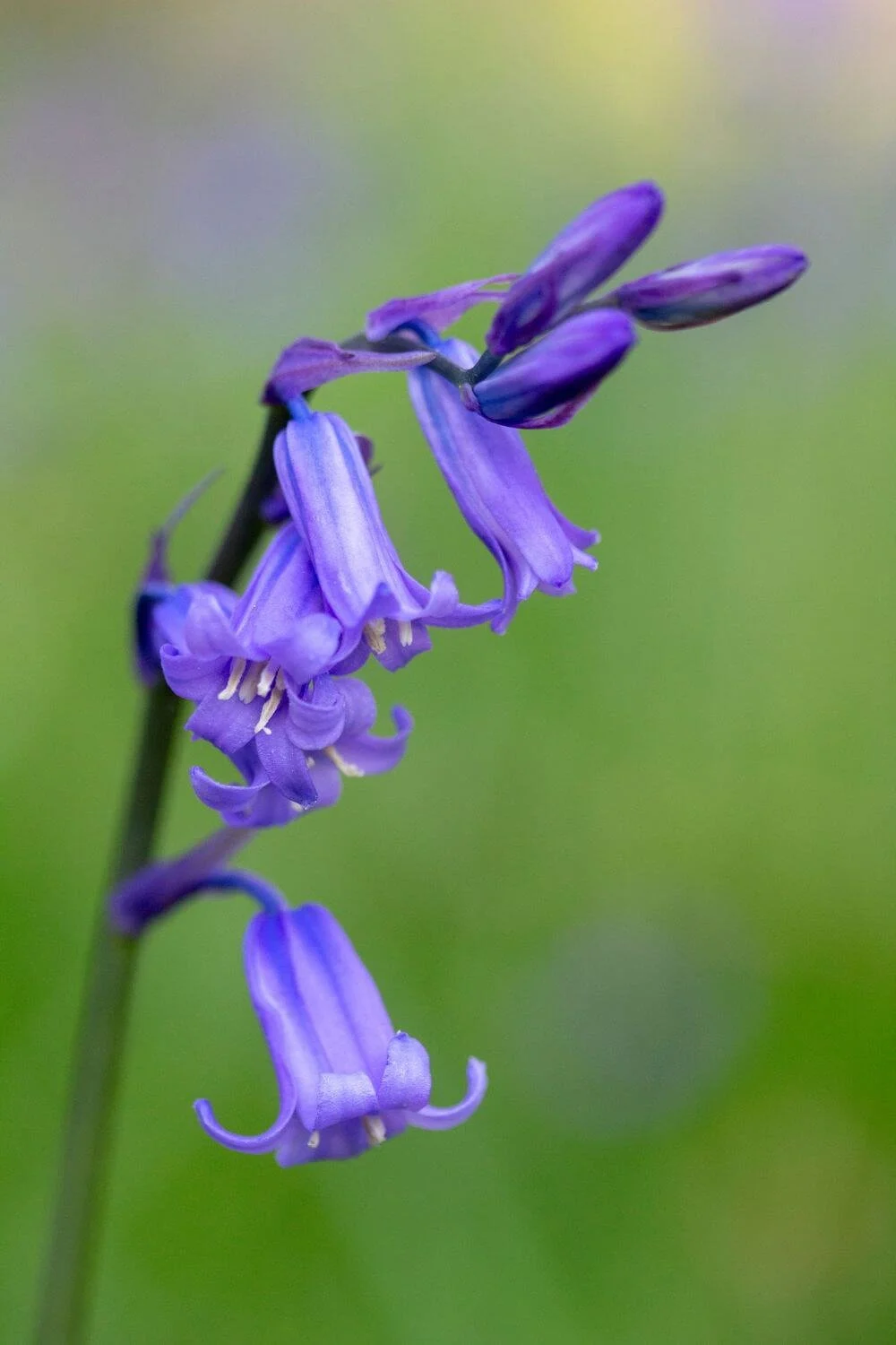 11 Perennials with Fragrant Spring Flowers You'll Love in Your Garden