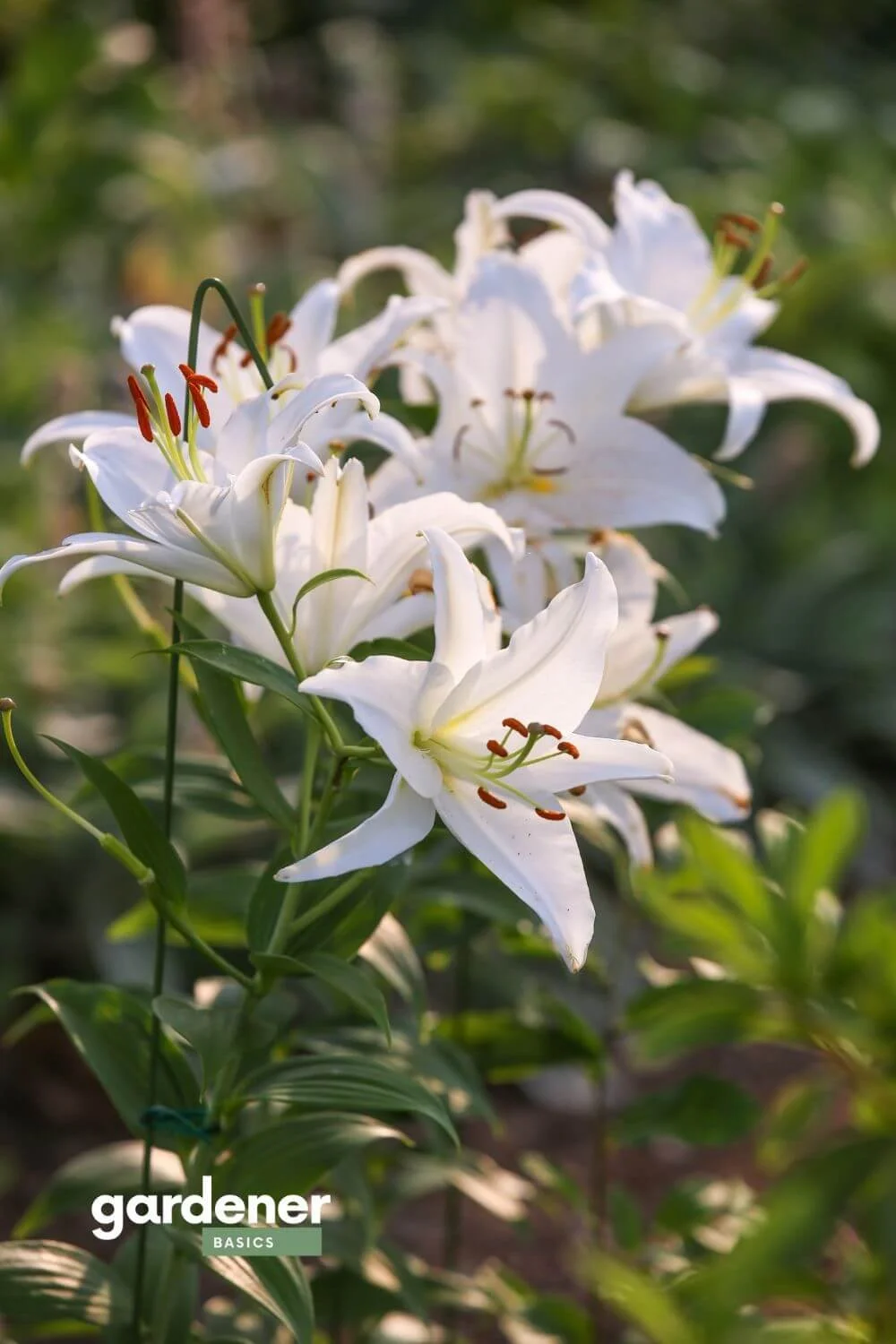 How to Grow a Moon Garden: Flowers That Glow and Smell Amazing at Night