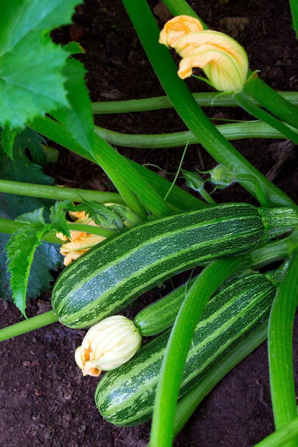 Early Picks: Vegetables That Taste Better When Harvested Sooner
