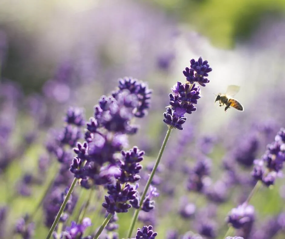 The Best and Worst Flowers for Attracting Pollinators