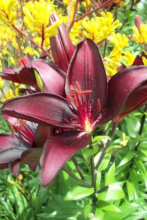 11 Stunning Dark Cherry Red Flowers to Plant This Year