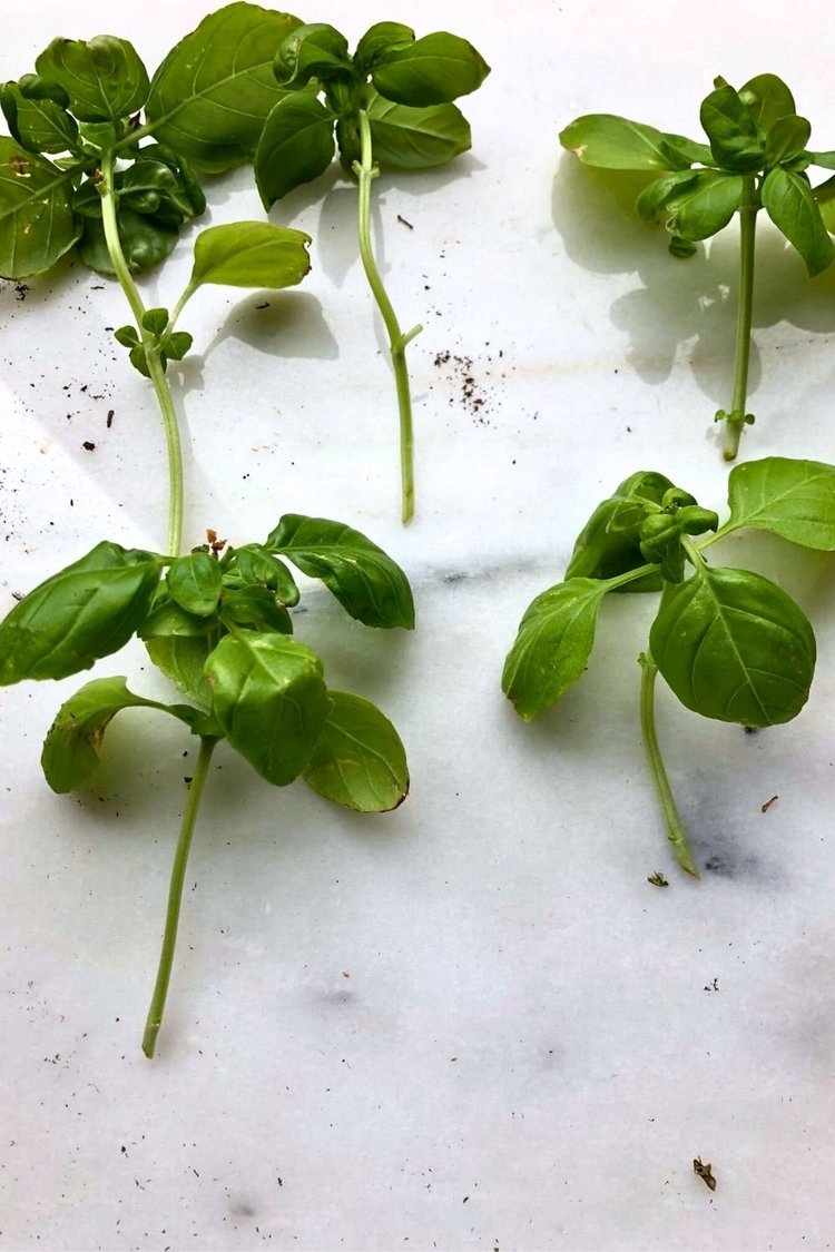 Growing Basil From Cuttings: An Easy and Fun Guide