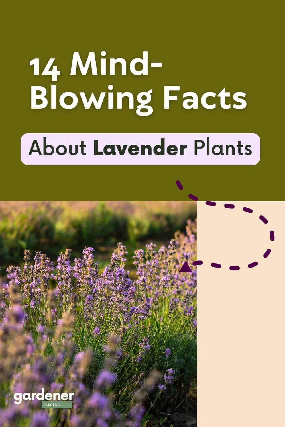 14 Surprising Facts About Lavender You Didn’t Know