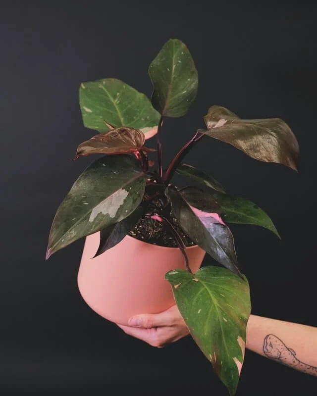 The Pink Princess Philodendron: A Detailed Care Guide