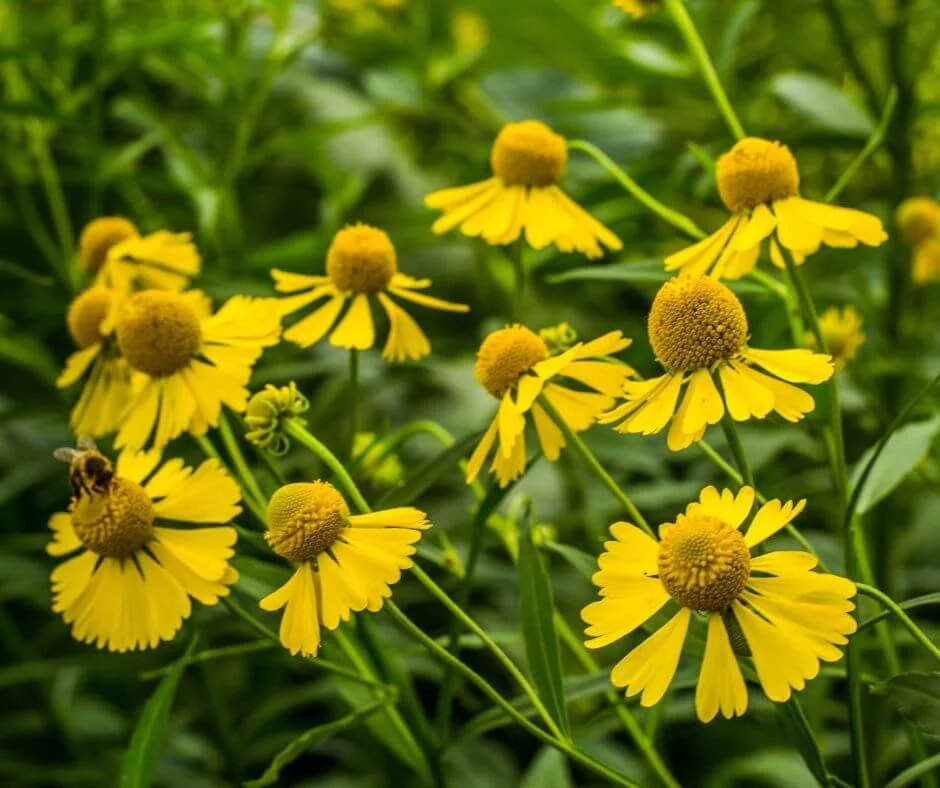 The Best Yellow Perennial Flowers for a Cheerful Garden
