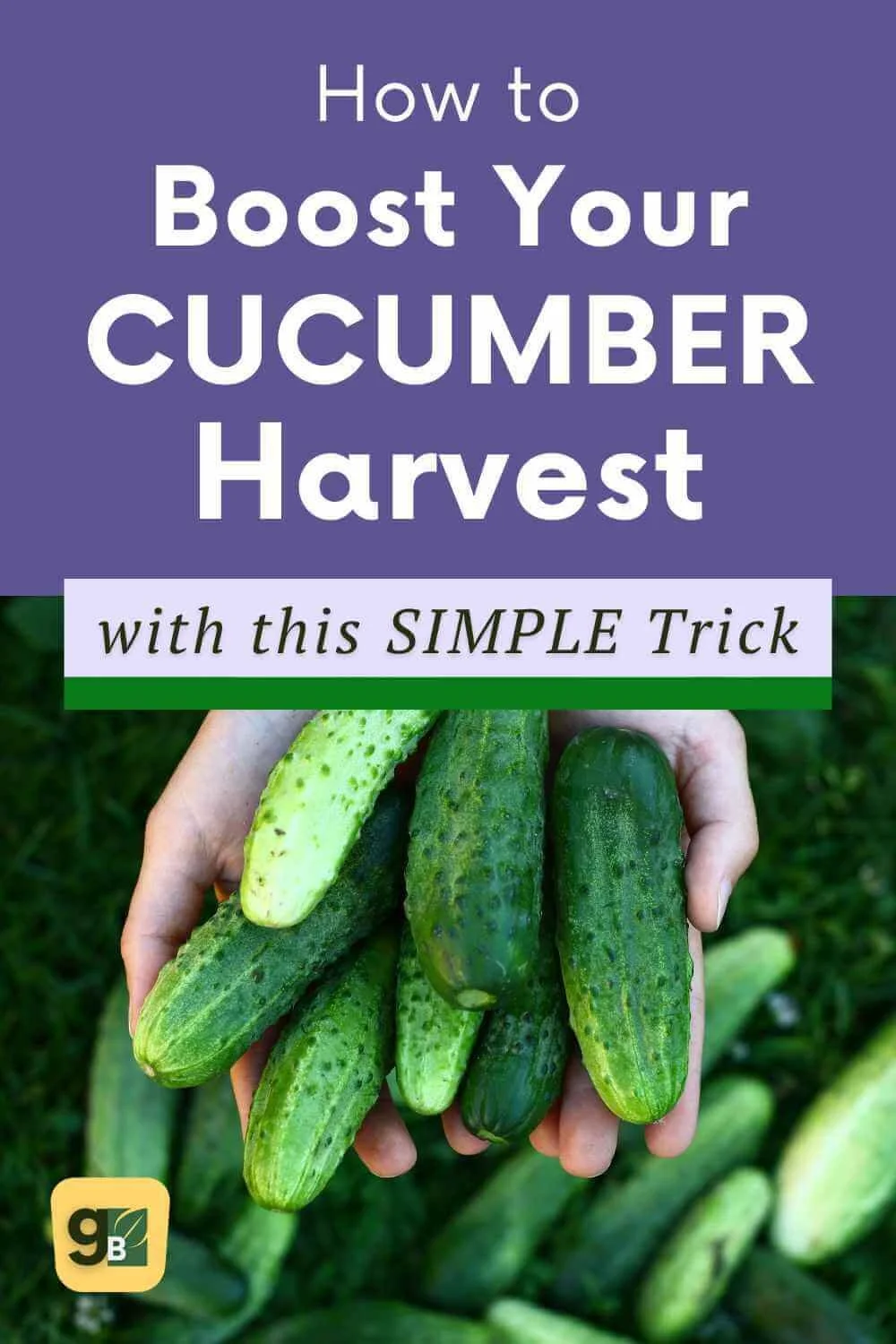 Boost Your Cucumber Harvest with This Simple Trick
