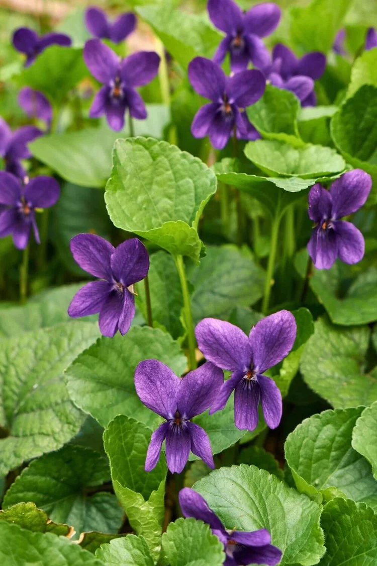 11 Perennials with Fragrant Spring Flowers You'll Love in Your Garden