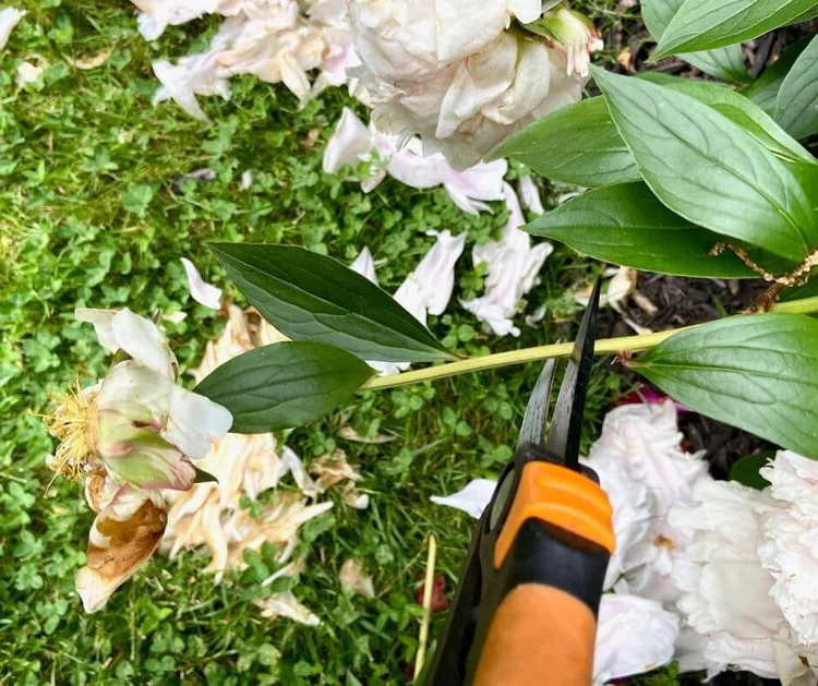 The Art of Deadheading Peonies - Essential Tips