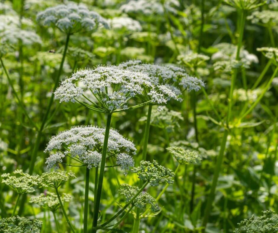 Gardener's Beware: Plants You'll Regret Inviting into Your Garden