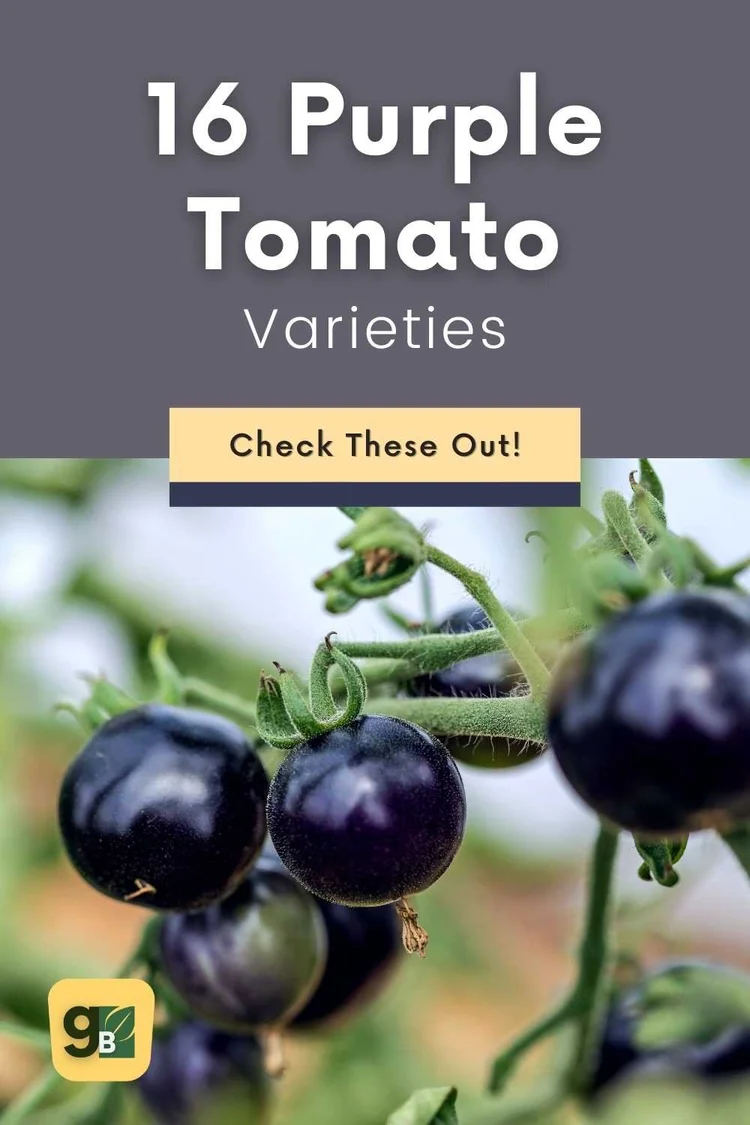 The Many Colors and Varieties of Purple Tomatoes: A Detailed Look at ...