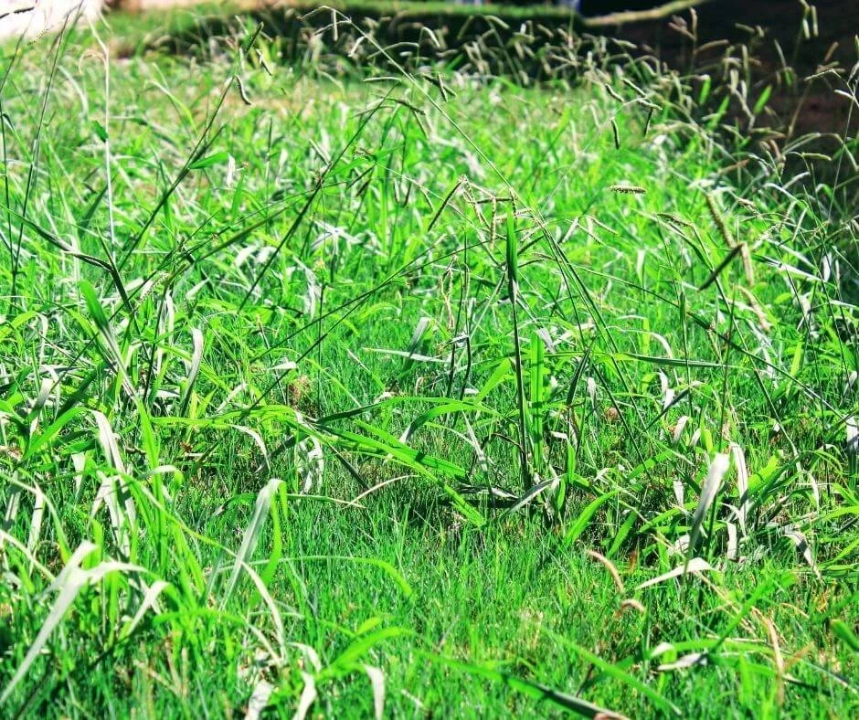 Deer Resistant Grasses: How to Grow Them and Why Deer Stay Away