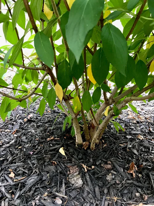 6 Reasons Your Hydrangea Leaves Are Turning Yellow And How To Fix It