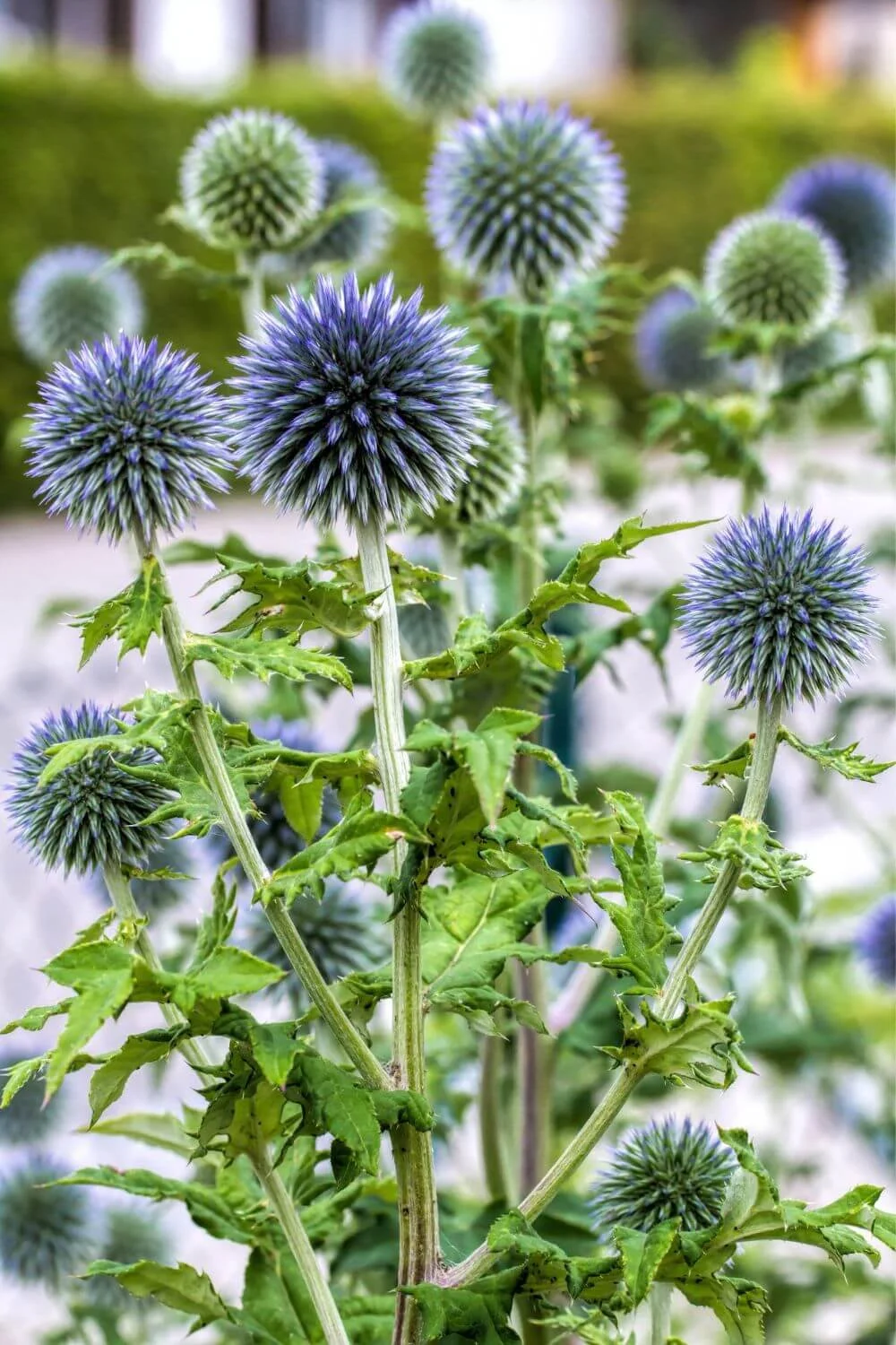 Named the Best Picks for Full Sun Perennials: A Gardener’s Must-Have List