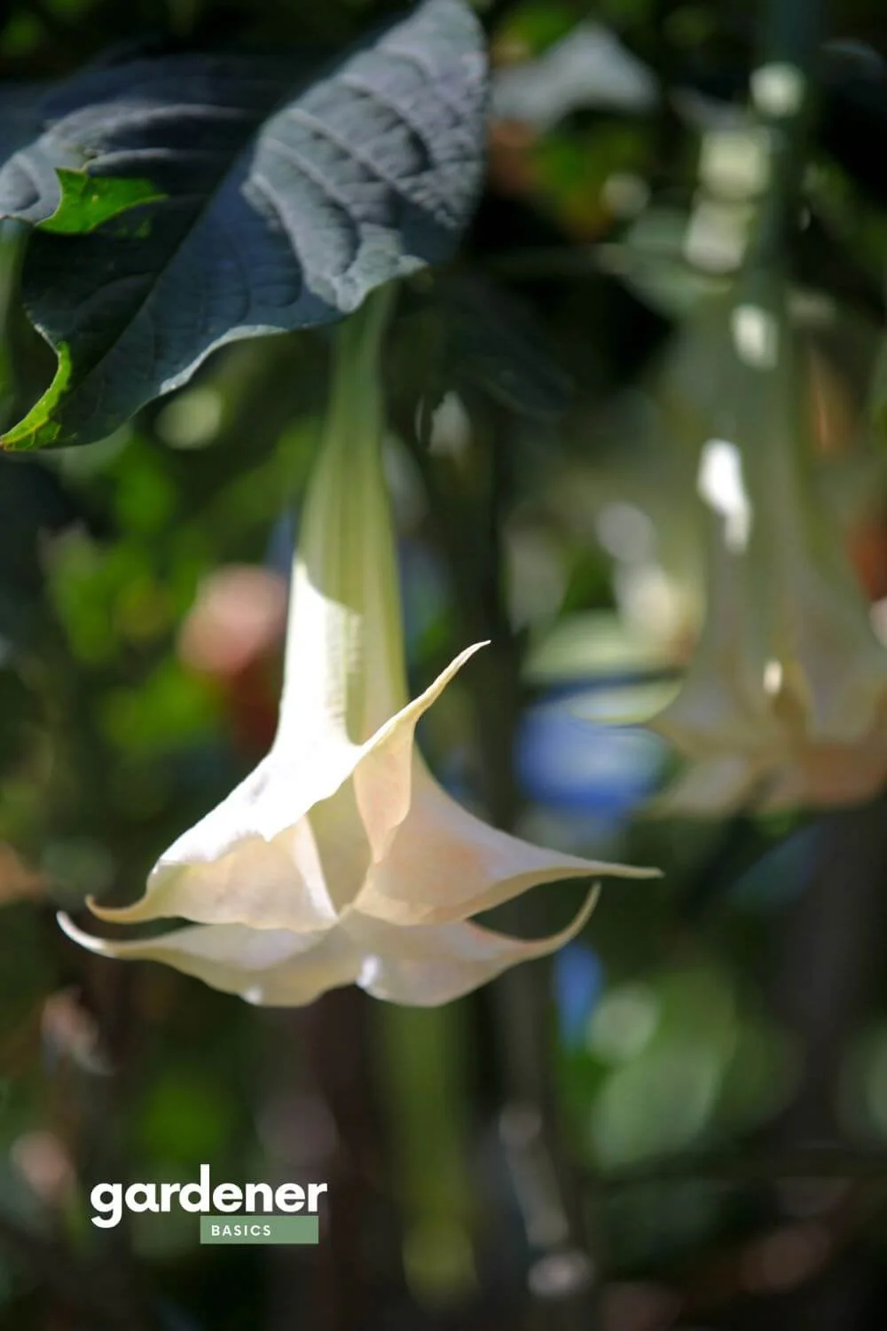 How to Grow a Moon Garden: Flowers That Glow and Smell Amazing at Night
