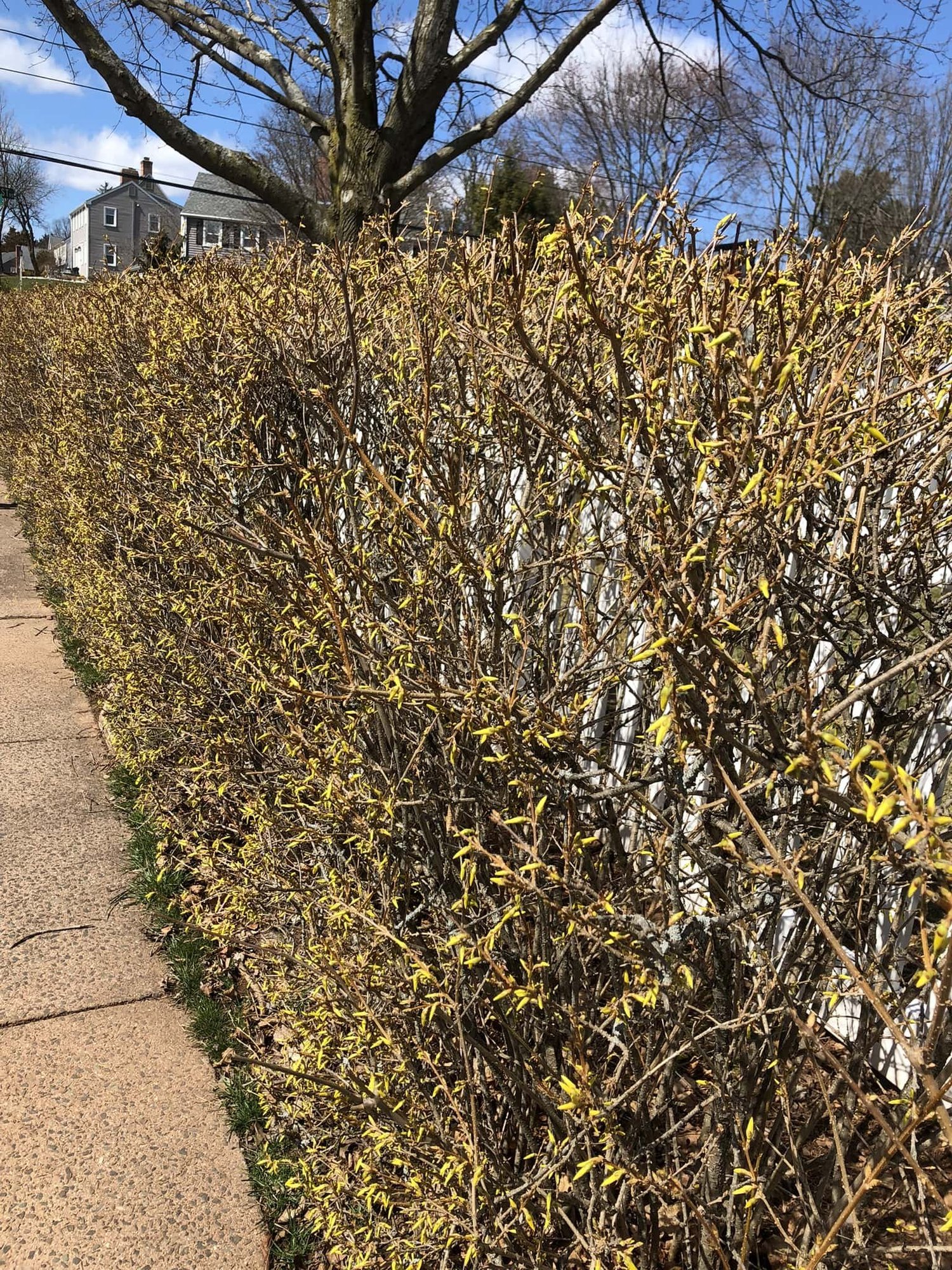Spring Into Action: Trimming Your Forsythia