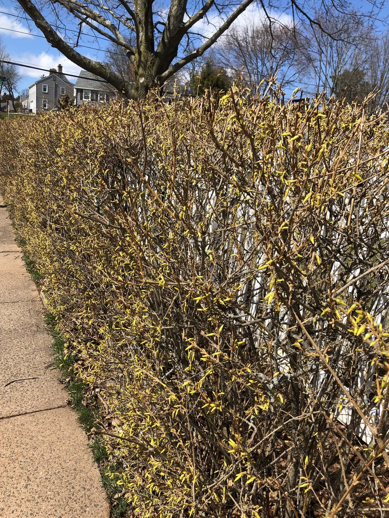 Spring Into Action: Trimming Your Forsythia