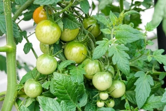 When to Pick Tomatoes: The Timing is Crucial for a Perfect Harvest