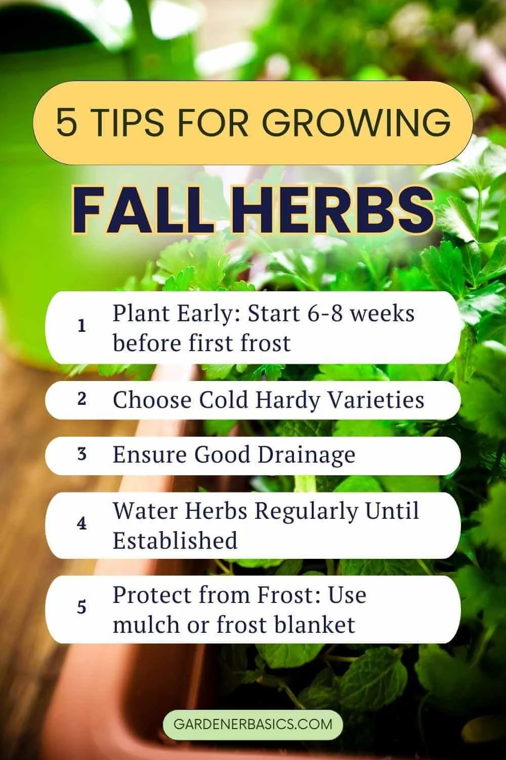 Herbs to Plant in Fall for a Flavorful Home Garden