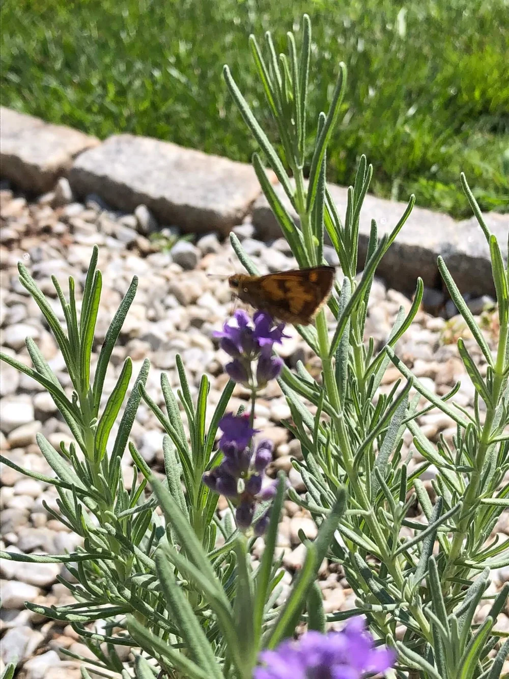 How to Grow Lavender from Cuttings: A Simple Step-by-Step Guide