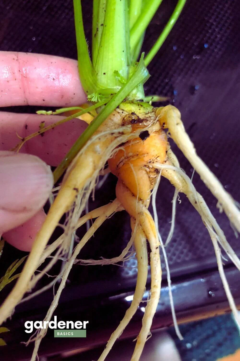 Twisted Carrots, Straight Solutions: Why It Happens & How to Fix It