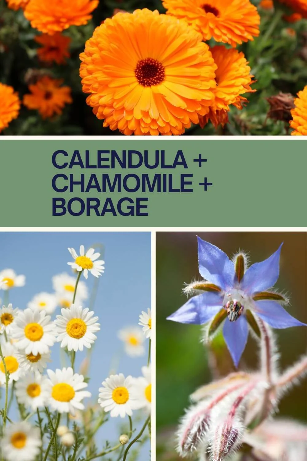 Plant This with That: Flower Pairings for a Gorgeous Garden