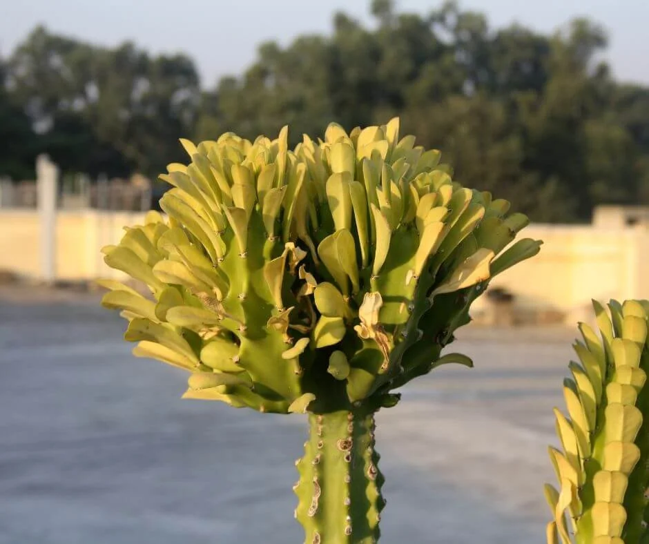 12 Tall Succulents to Instantly Elevate Your Garden or Home into a ...