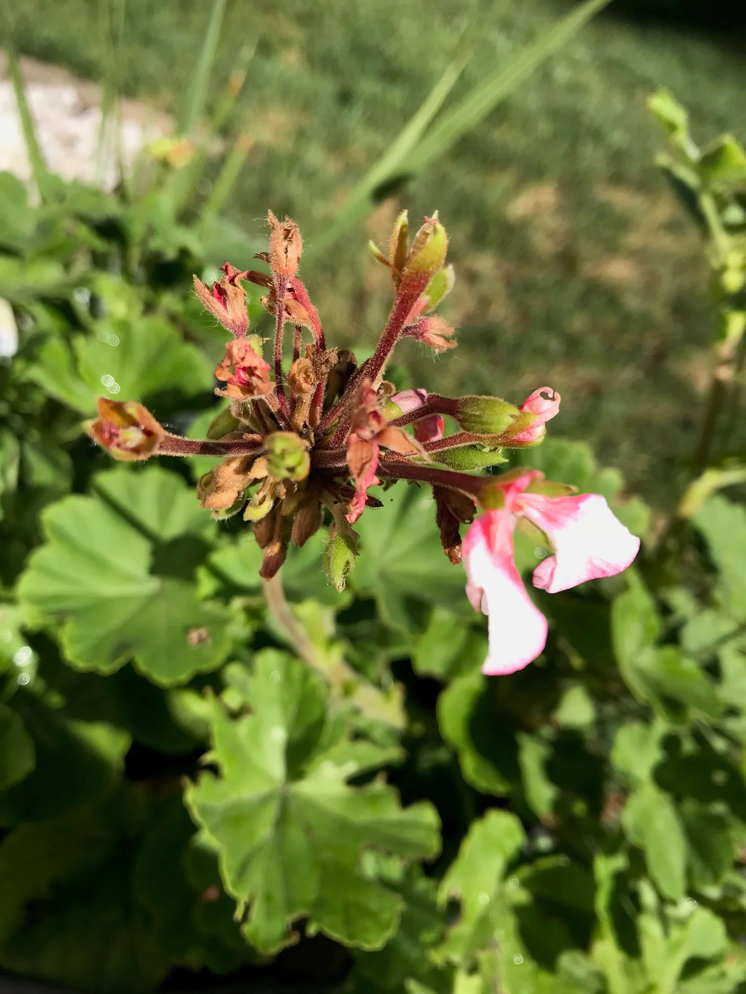 The Battle of the Budworms: Protecting Flowers From These Pests